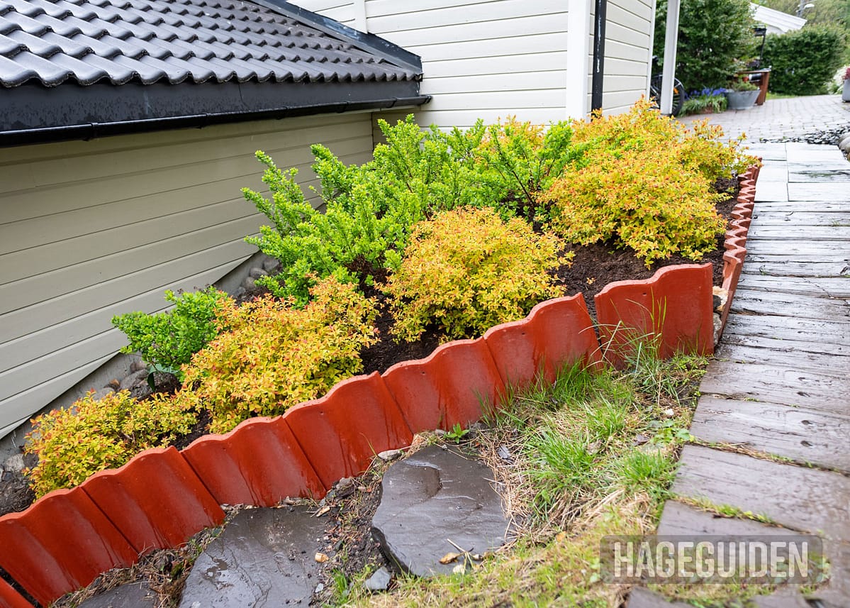 Slik prikler du planter til hver sin potte - Hageguiden - Norges ...
