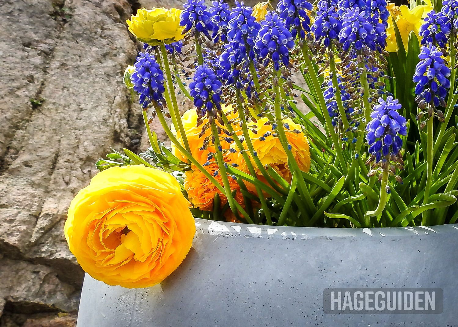 Ranunkler – tøffe vårblomster - Hageguiden - Norges nyttigste hageblad