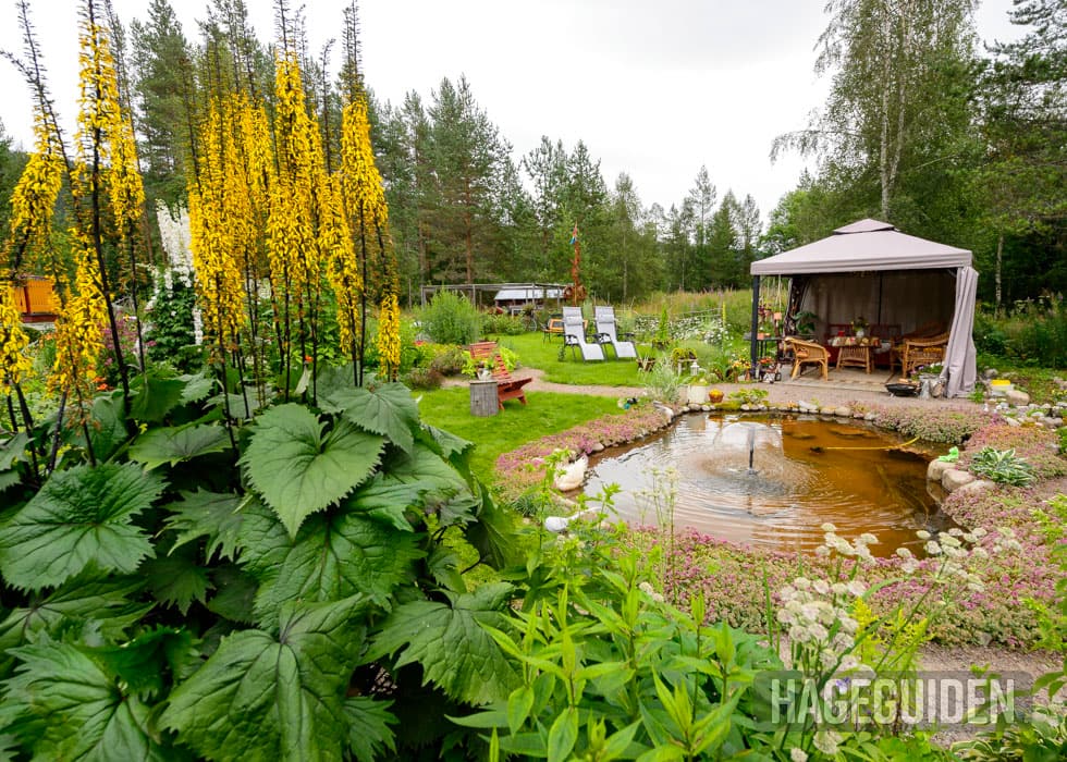 10 høye stauder for en romantisk hage - Hageguiden - Norges nyttigste ...