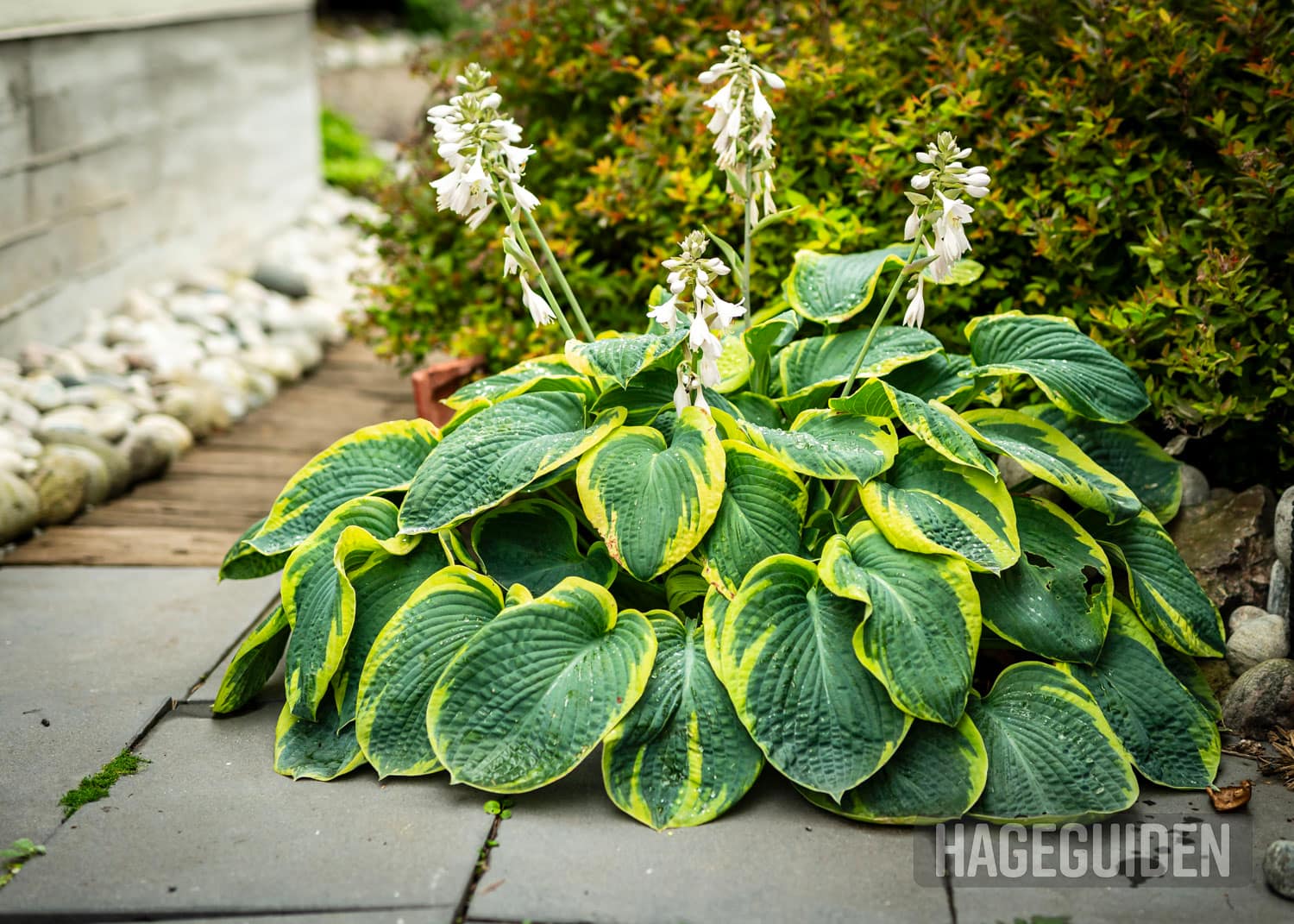 Derfor er Hosta en genial plante å ha i hagen - Hageguiden - Norges ...