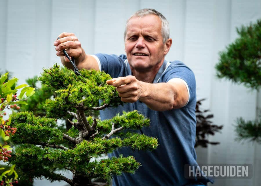 Lag dine egne bonsai av furu og bjørk - Hageguiden - Norges nyttigste ...