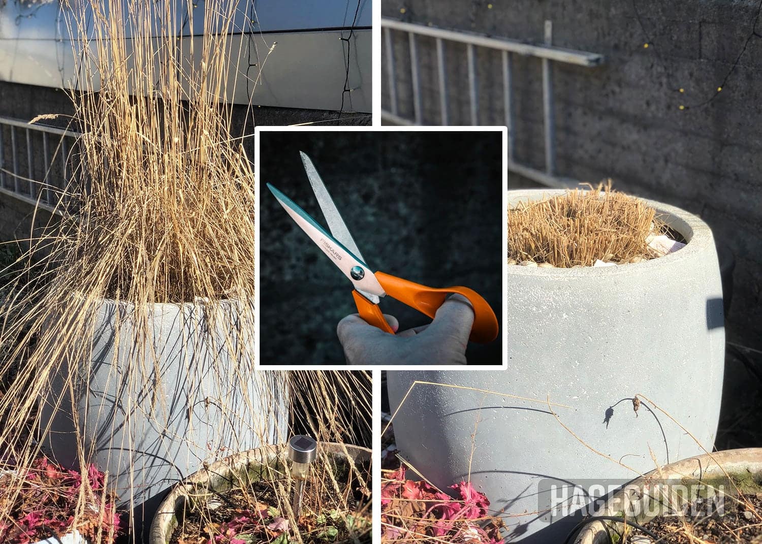 Klipp ned prydgresset nå - Hageguiden - Norges nyttigste hageblad